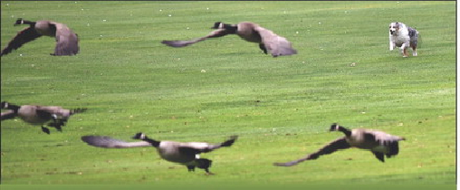 The Great Goose Chaser